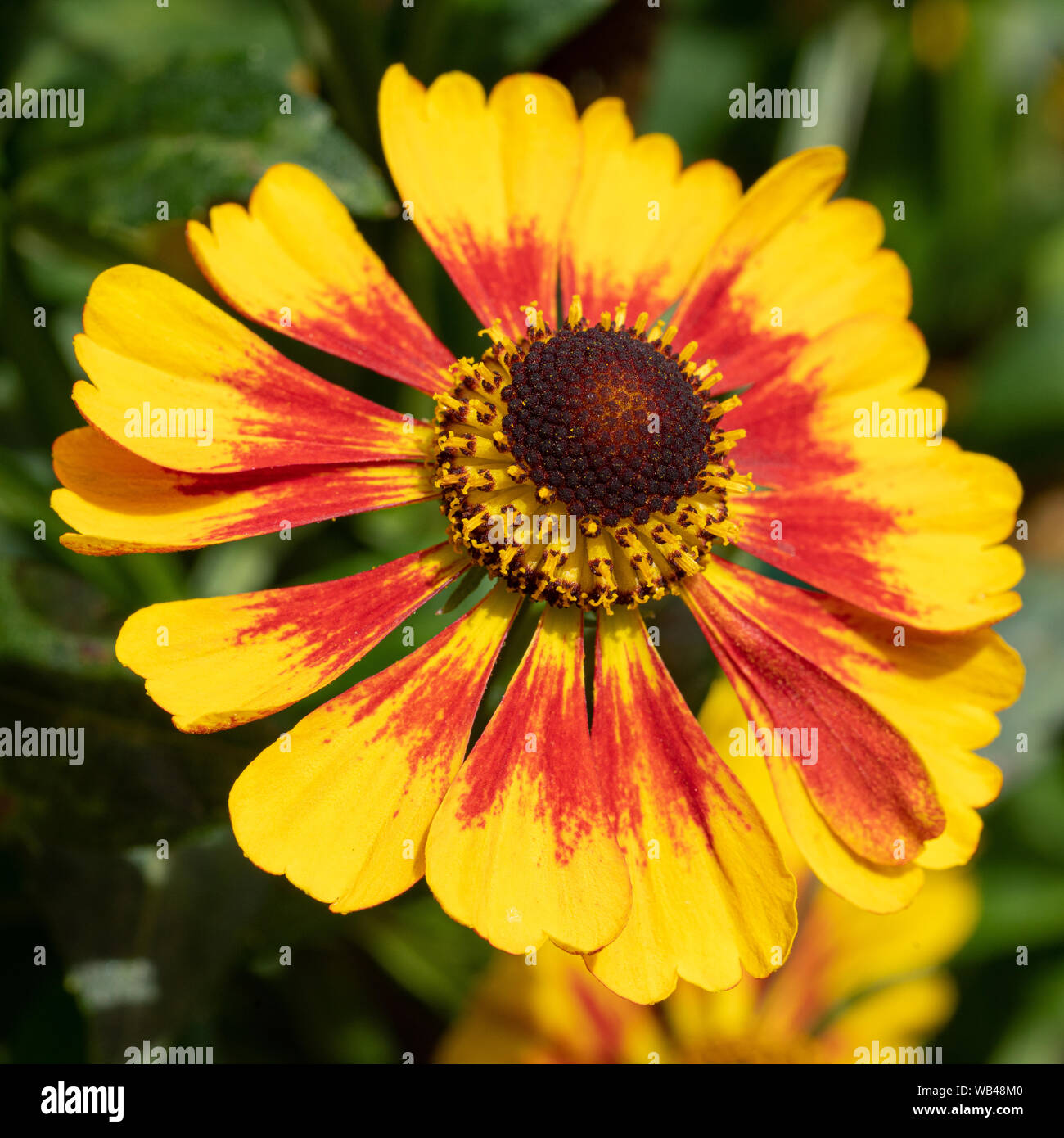 Helens Flower (Helenium), flowers of summertime Stock Photo - Alamy