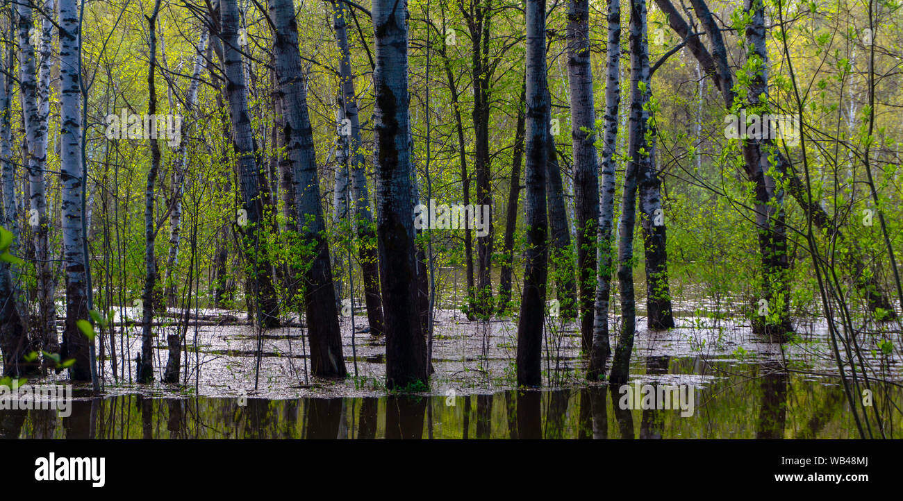 landscape - spring grove of trees flooded during high water Stock Photo ...