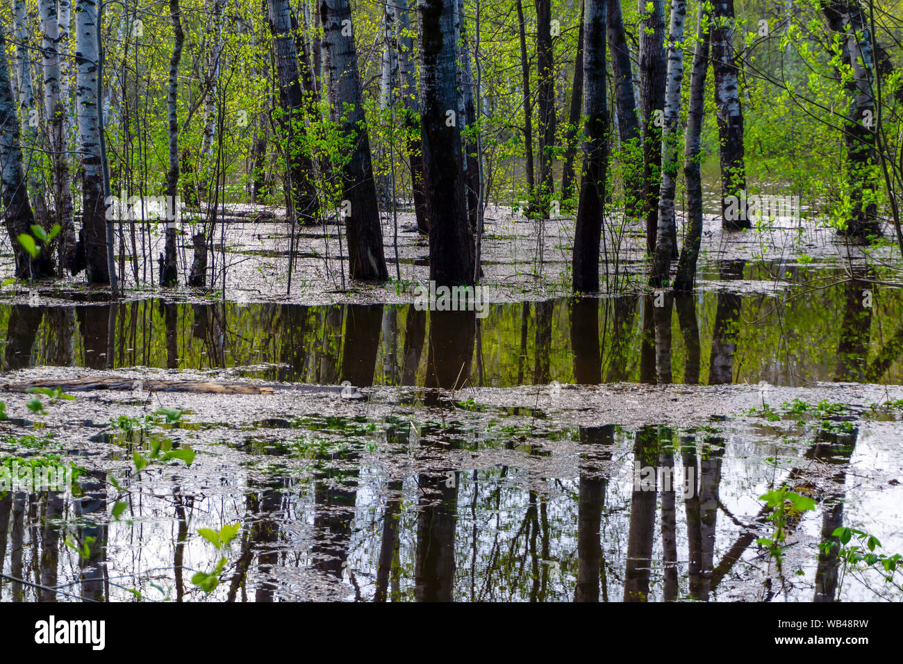 landscape - spring grove of trees flooded during high water Stock Photo ...
