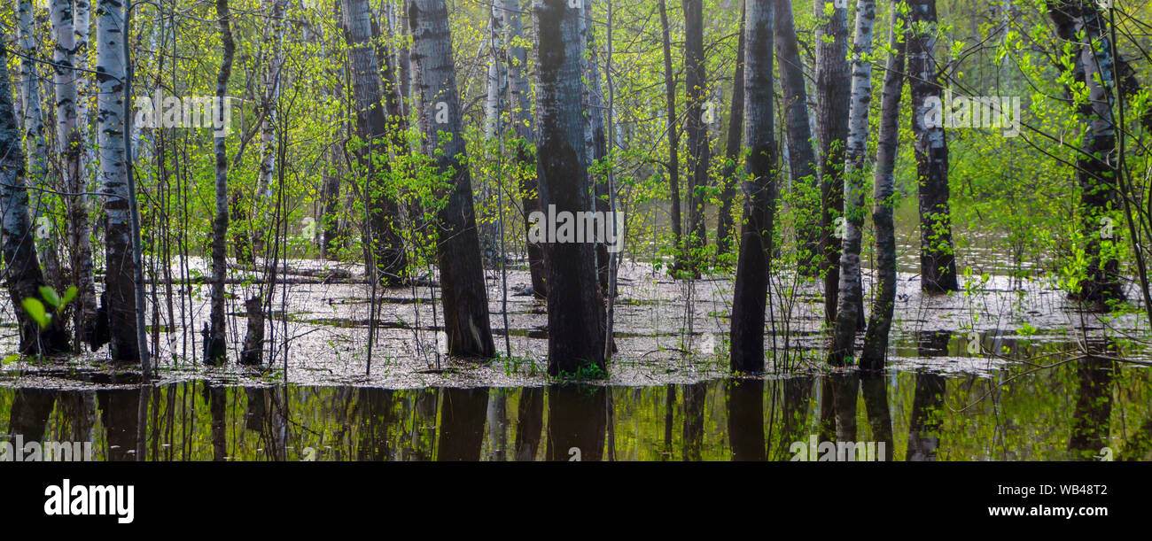 landscape - spring grove of trees flooded during high water Stock Photo ...