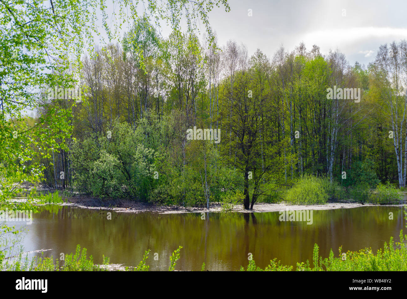 landscape - spring grove of trees flooded during high water Stock Photo ...