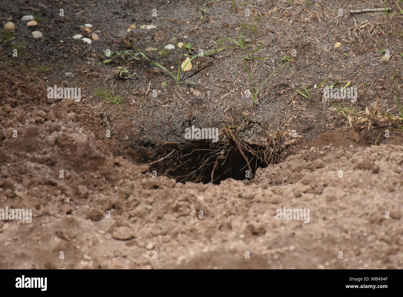 This wildlife photo of a Wild Gopher Tortoise was taken after it moved ...