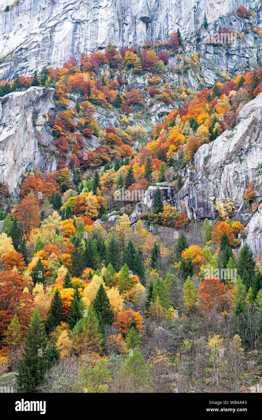 Italy, Lombardia: Trees with autumn colors climbing on the rocks Stock ...