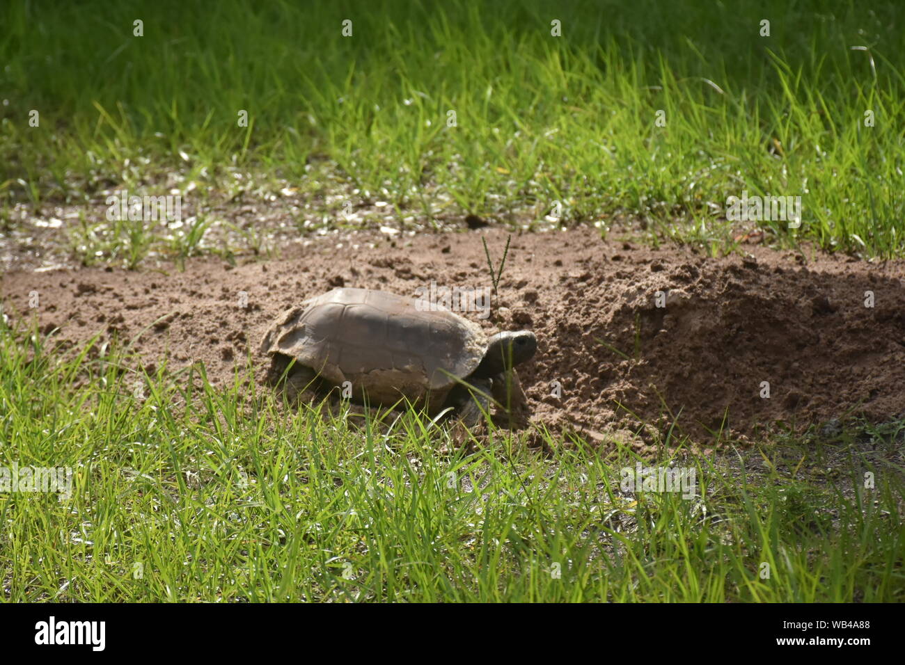 This wildlife photo of a Wild Gopher Tortoise was taken after it moved ...