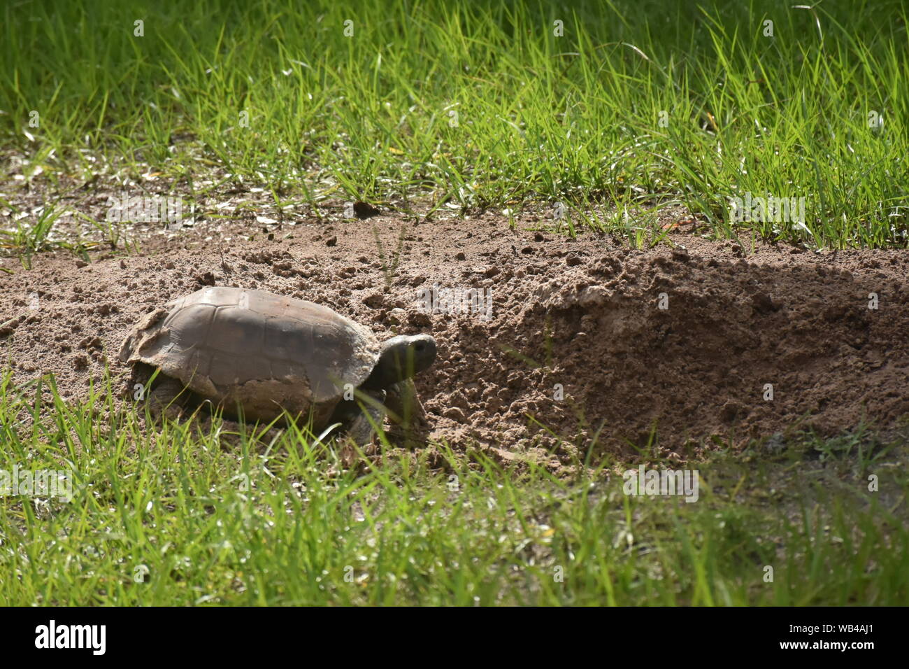 This wildlife photo of a Wild Gopher Tortoise was taken after it moved ...