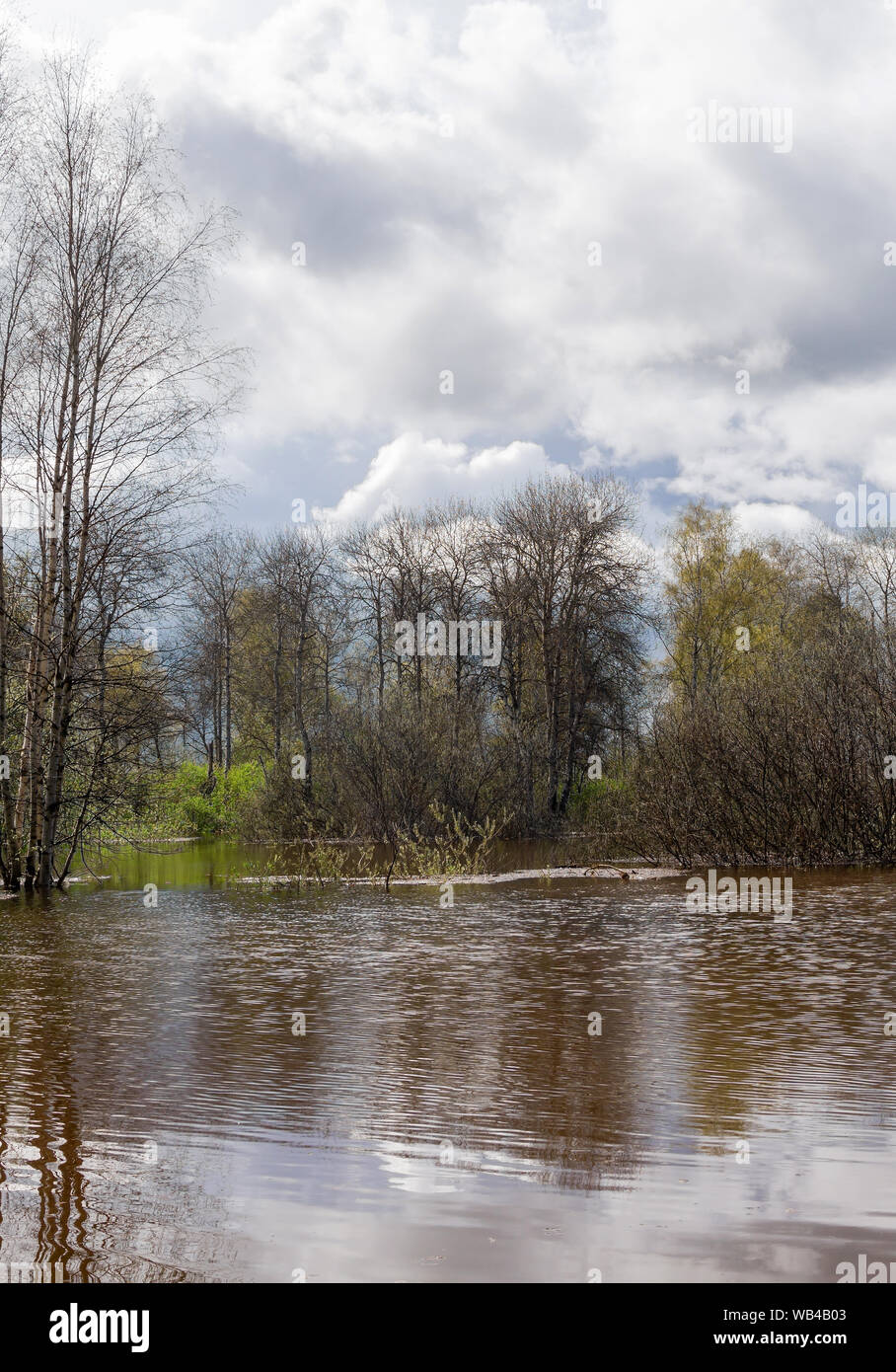 landscape - spring grove of trees flooded during high water Stock Photo ...