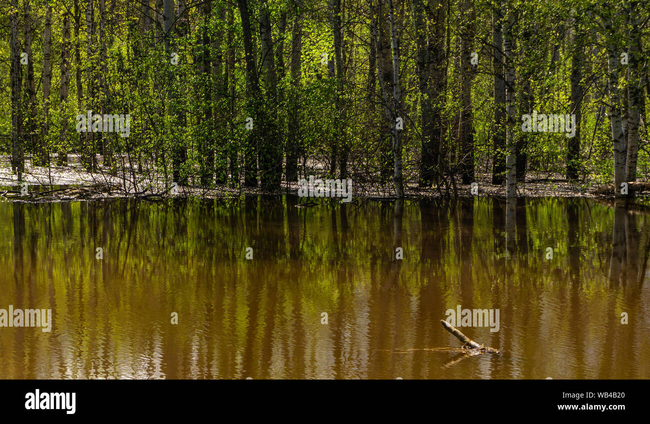 landscape - spring grove of trees flooded during high water Stock Photo ...