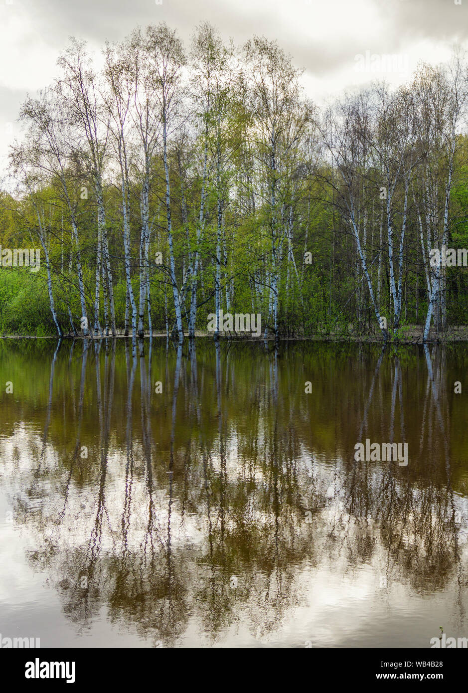landscape - spring grove of trees flooded during high water Stock Photo ...