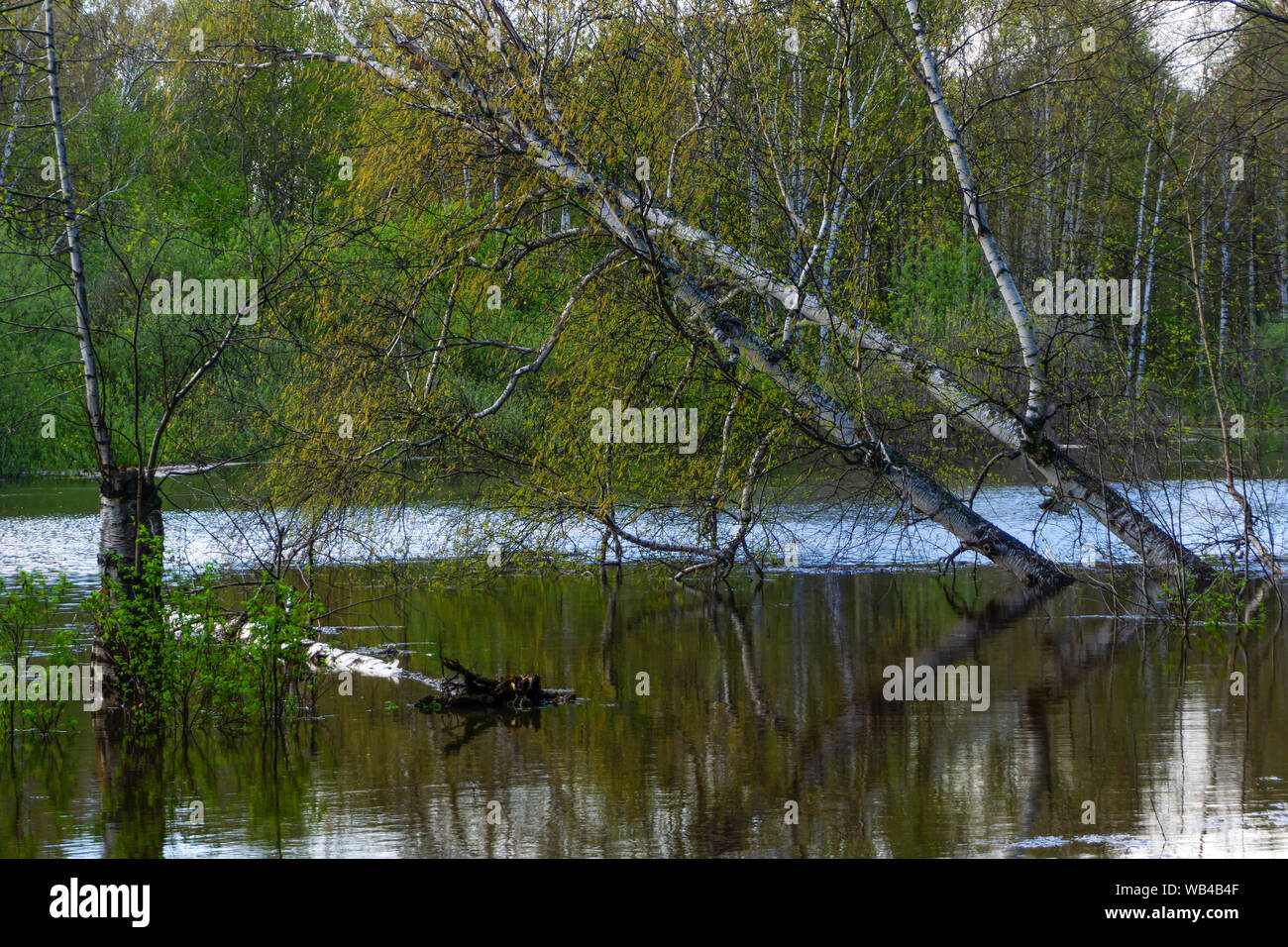 landscape - spring grove of trees flooded during high water Stock Photo ...