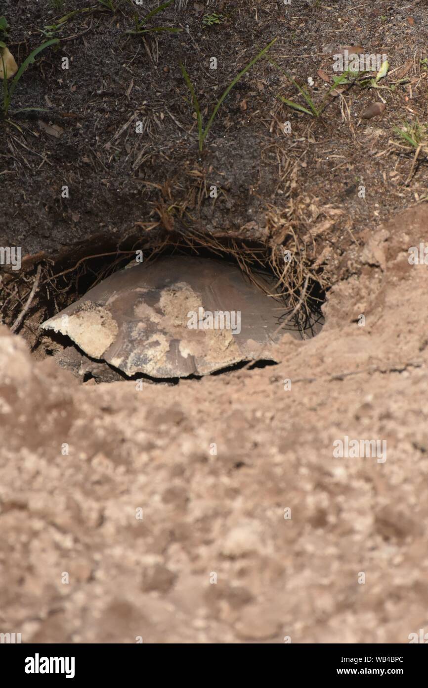 This wildlife photo of a Wild Gopher Tortoise was taken after it moved ...