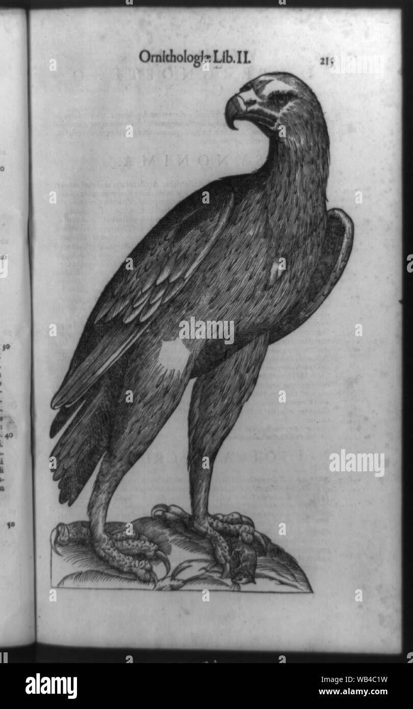 Eagle with mouse hi-res stock photography and images - Alamy