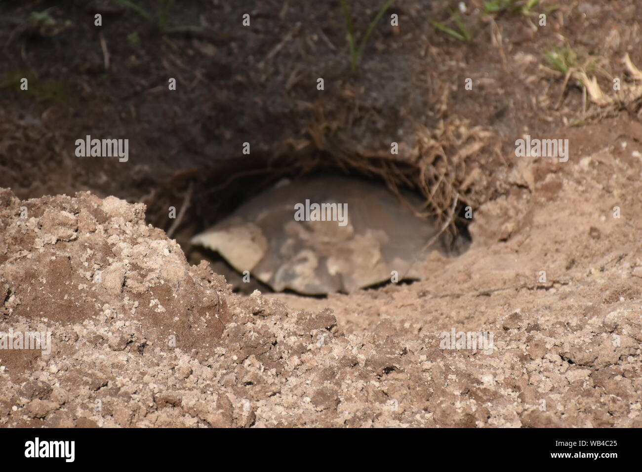 This wildlife photo of a Wild Gopher Tortoise was taken after it moved ...