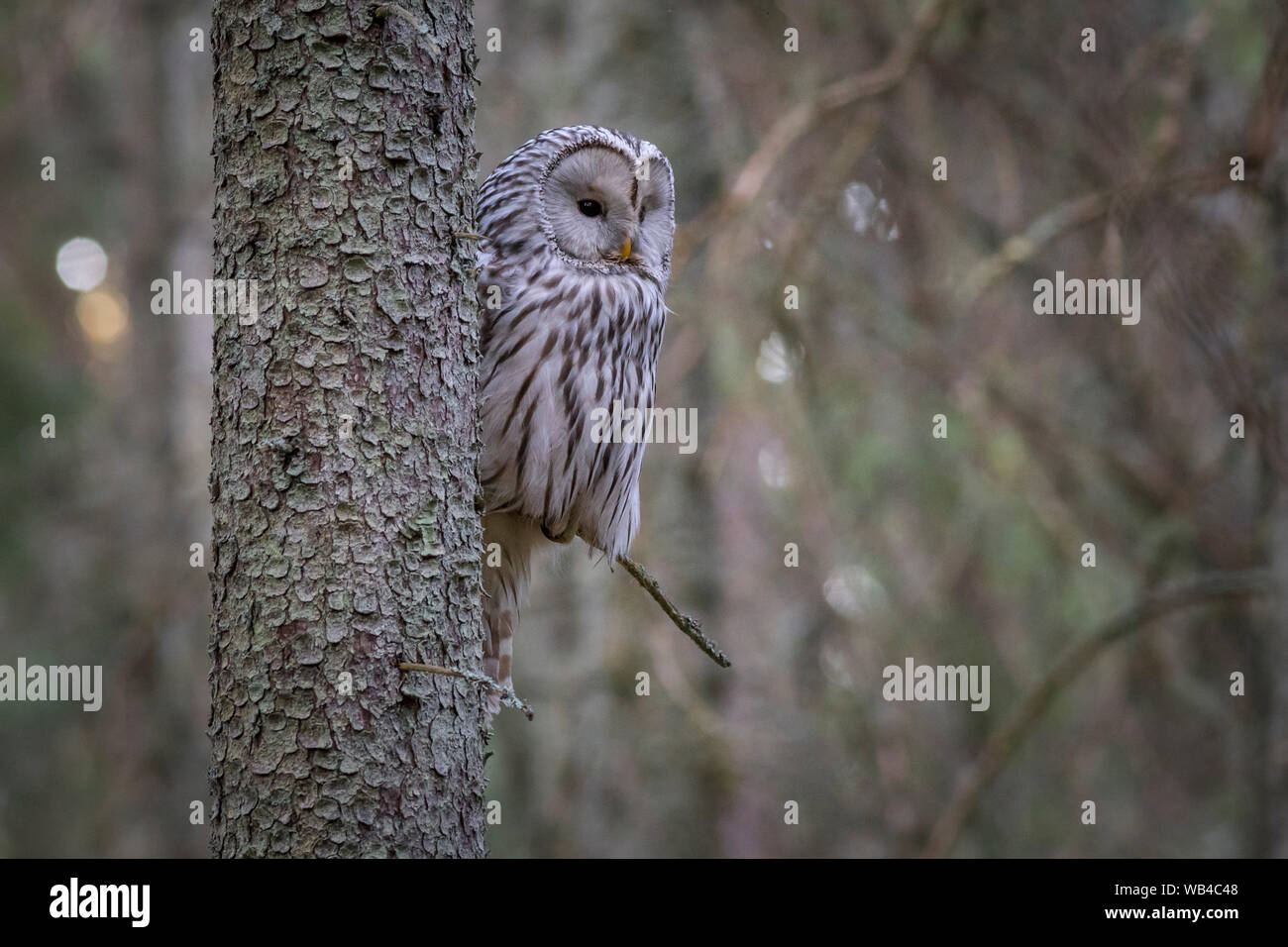 Ural owl (Strix uralensis Stock Photo - Alamy