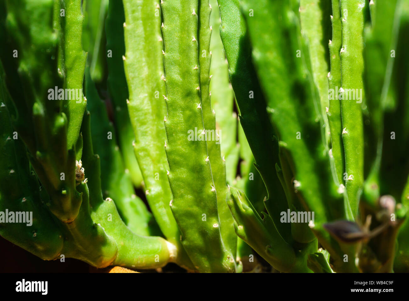 green natural plant background - juicy stems of succulent Stapelia ...