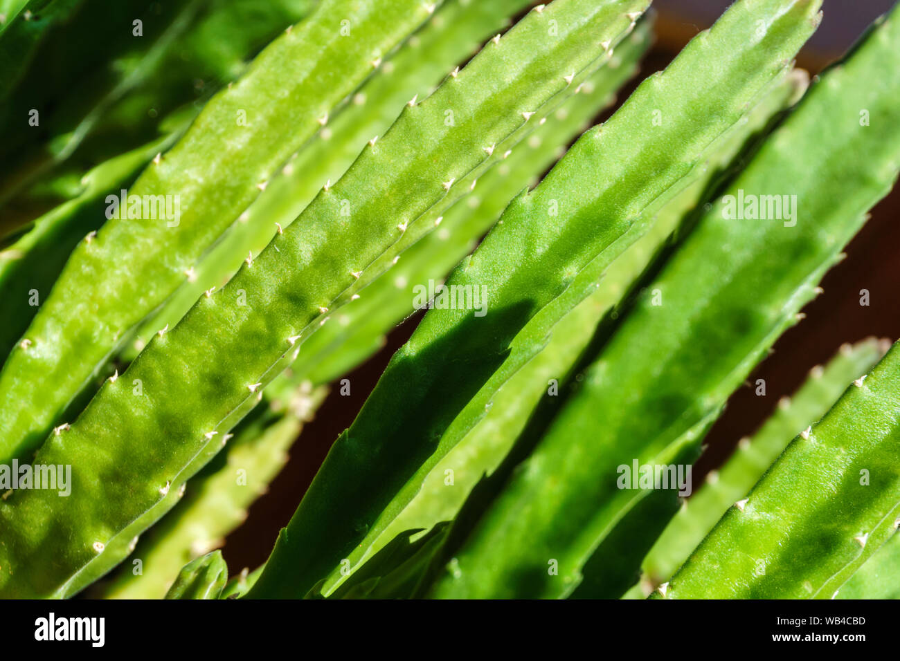 green natural plant background - juicy stems of succulent Stapelia ...