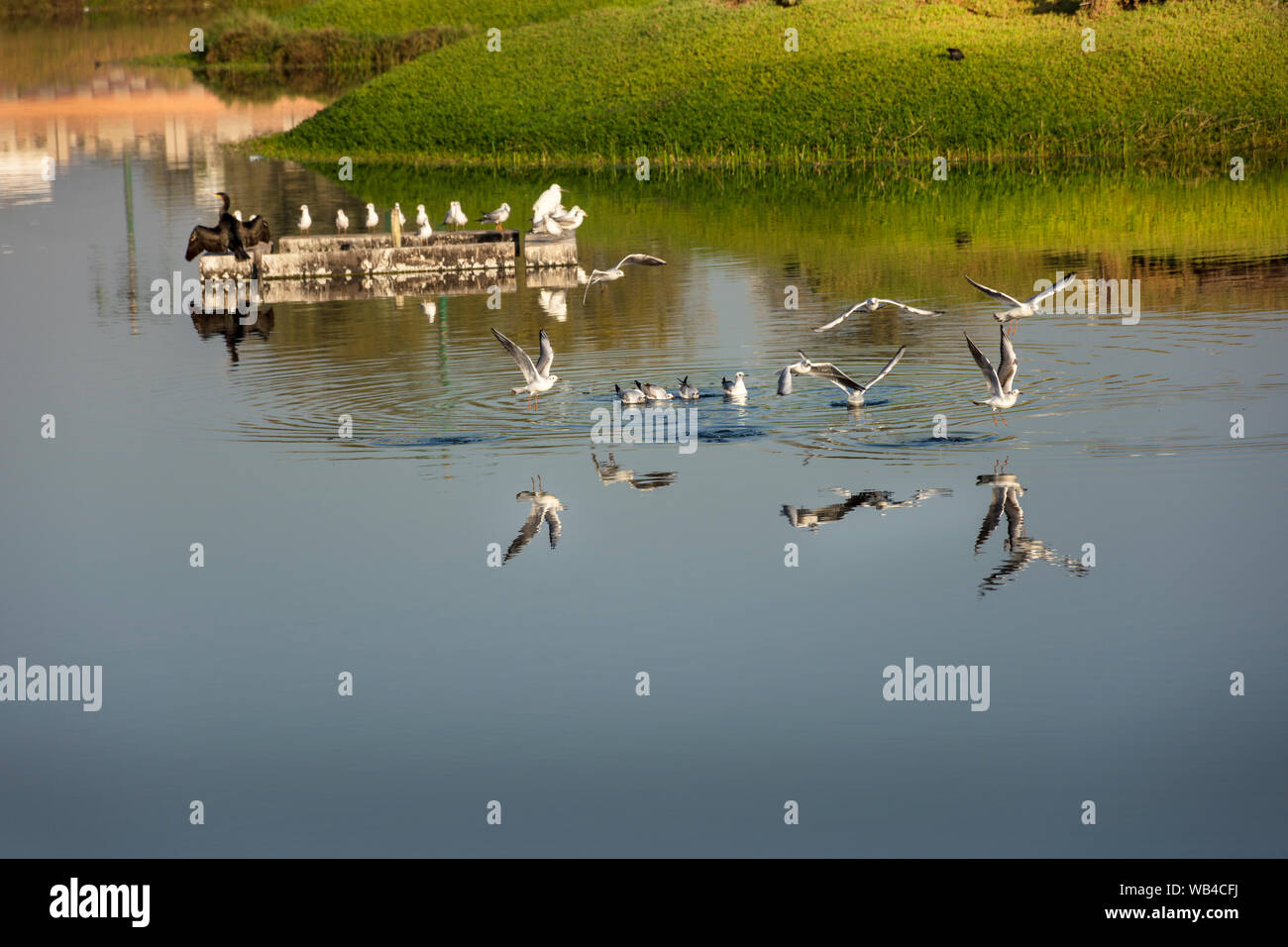 Wading birds of the world hi-res stock photography and images - Alamy