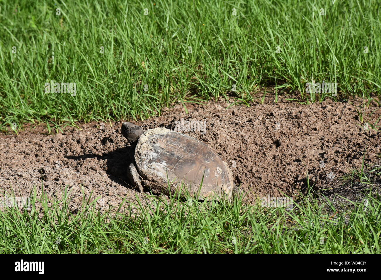 This wildlife photo of a Wild Gopher Tortoise was taken after it moved ...