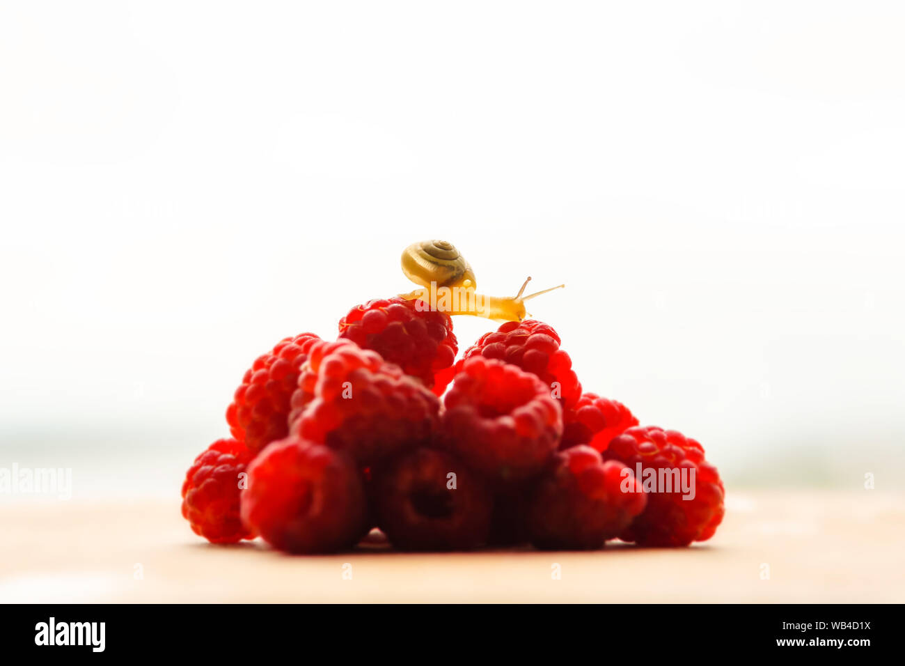 snail overcomes the gap between a raspberry berries on a light ...