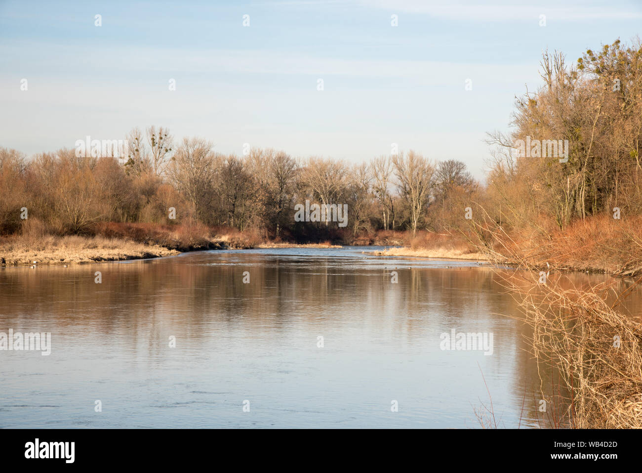 Odra river with trees around near Bohumin town on czech-polish borders ...
