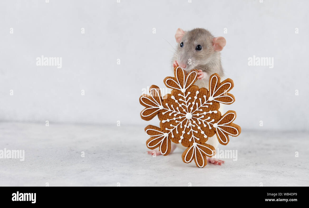 Rat holding gingerbread star cookie Stock Photo - Alamy