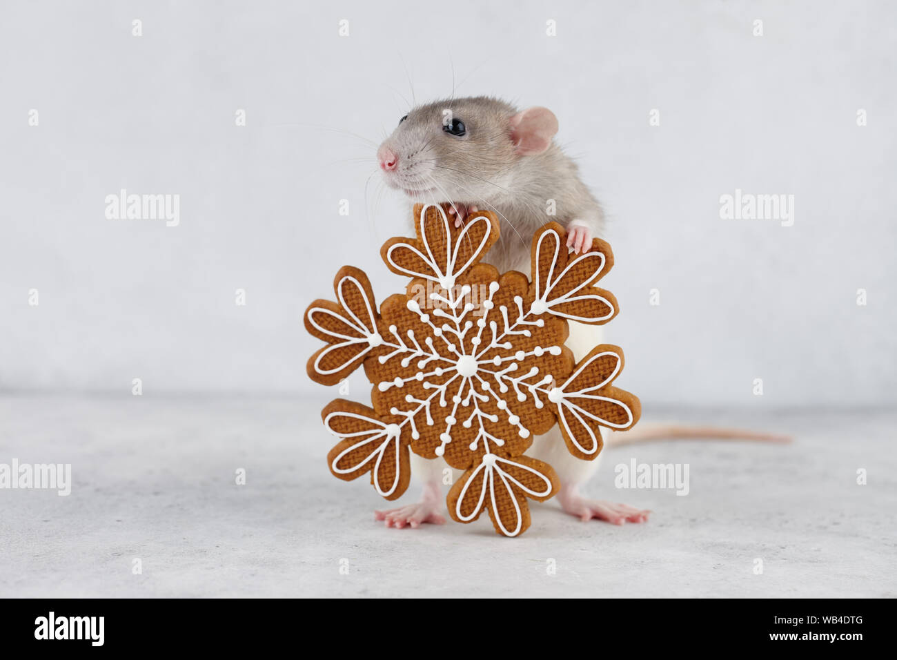 Rat holding gingerbread star cookie Stock Photo - Alamy