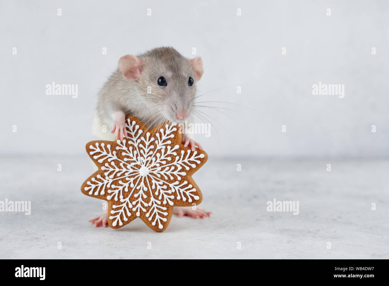 Gingerbread mouse hi-res stock photography and images - Alamy