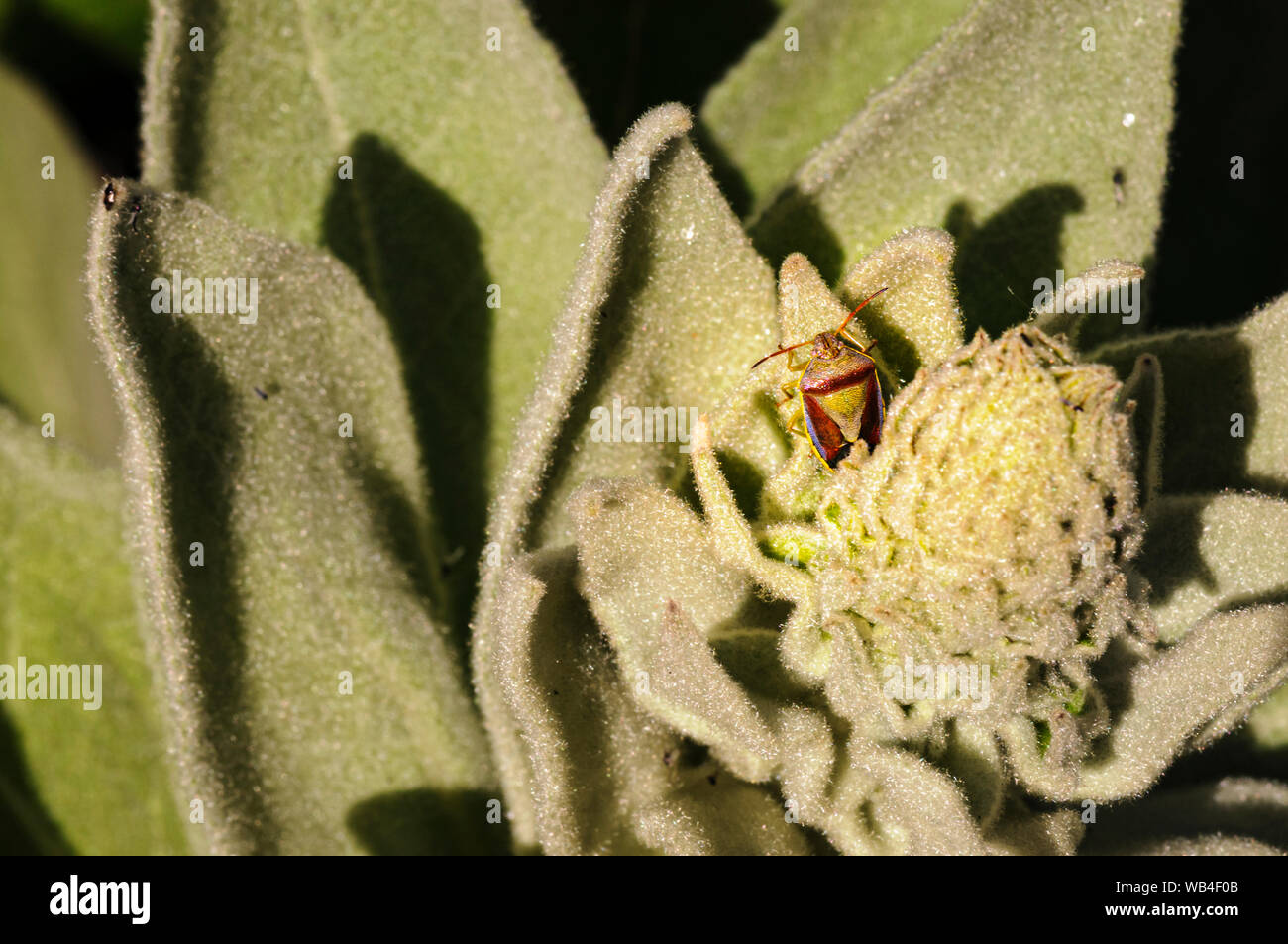 The Gorse Shield Bug, Piezodorus lituratus, at rest on Common Mullein ...
