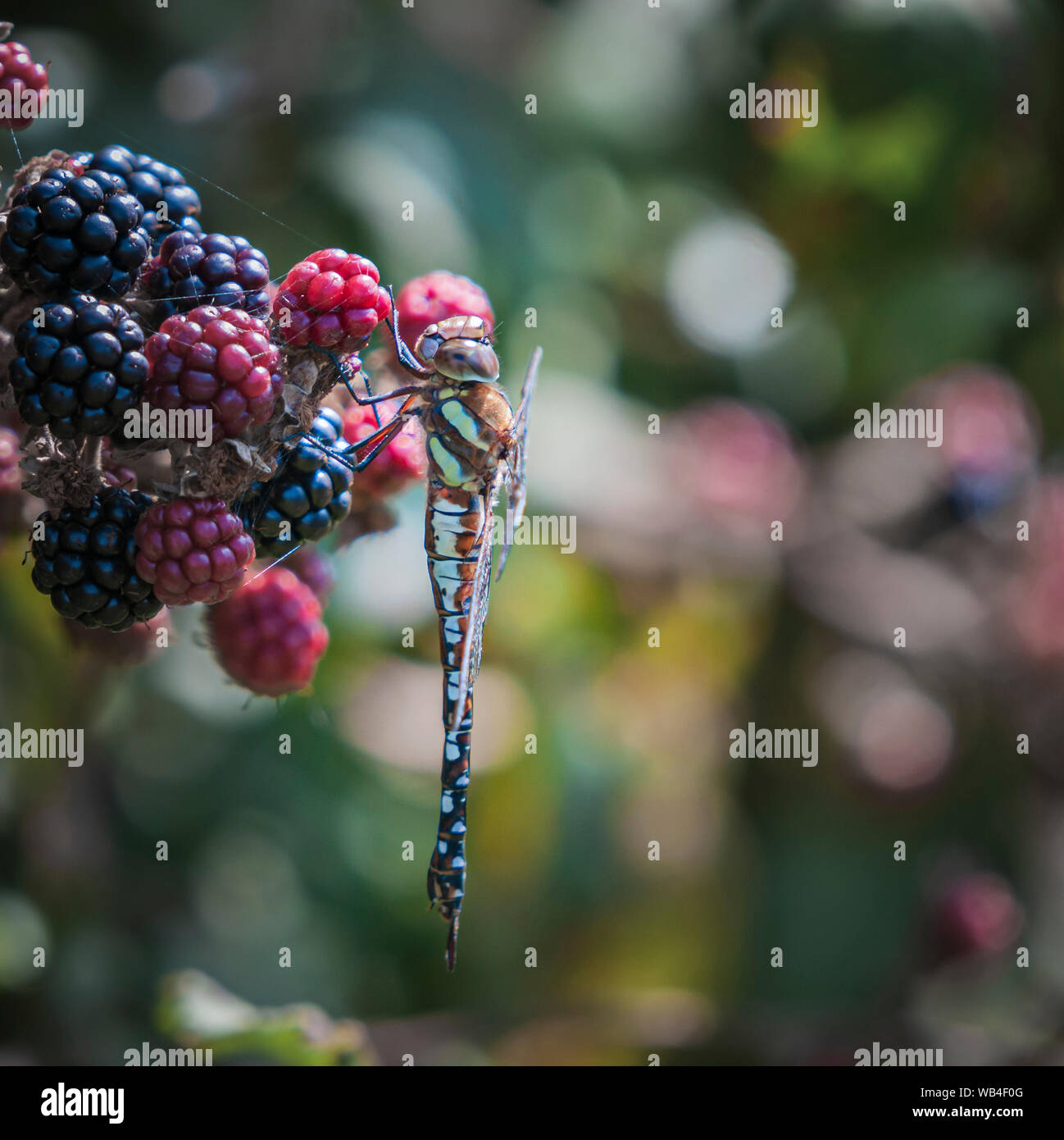 African preditor hi-res stock photography and images - Alamy