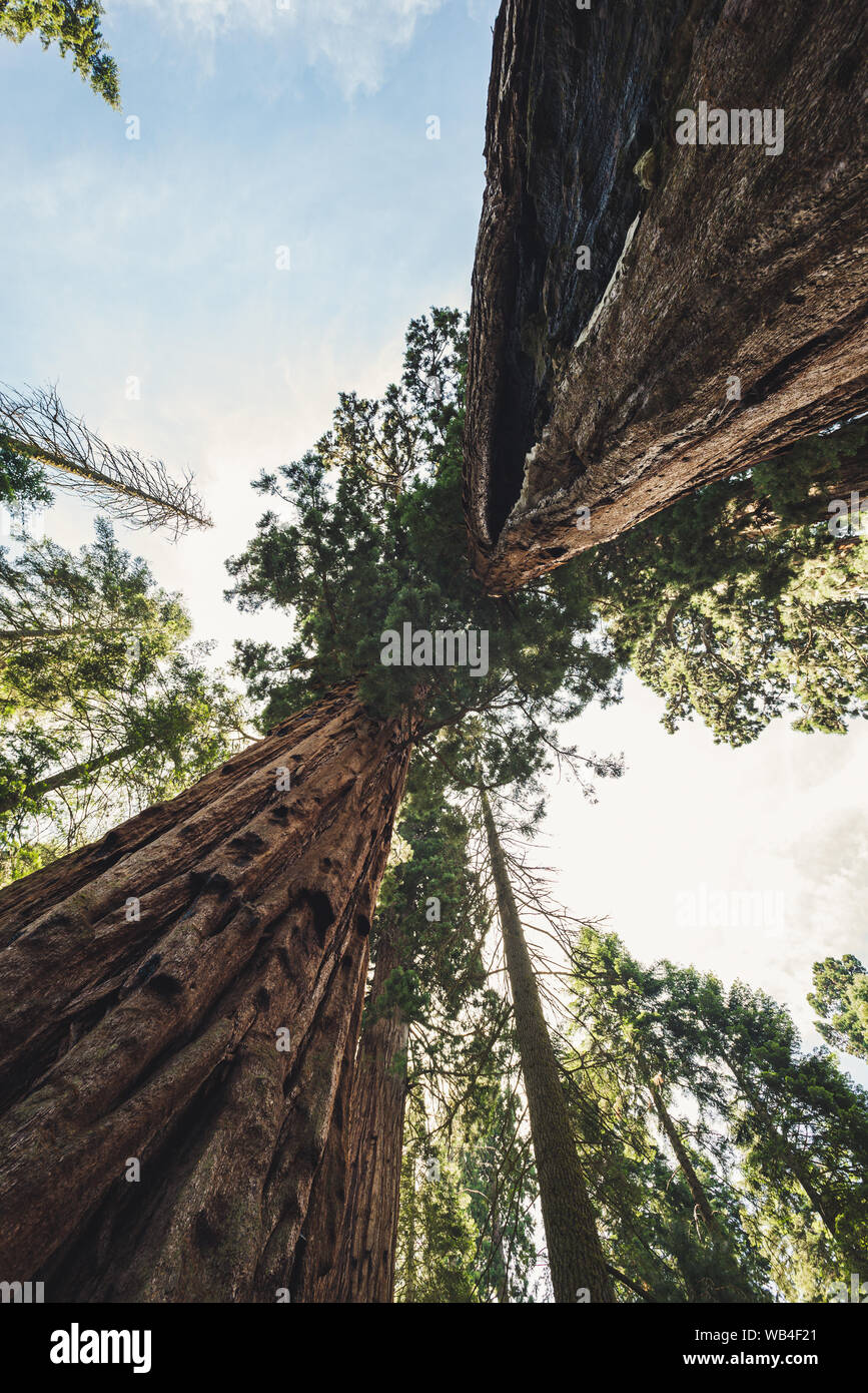 Giant sequoia trees in Sequoia National Park, California USA Stock ...
