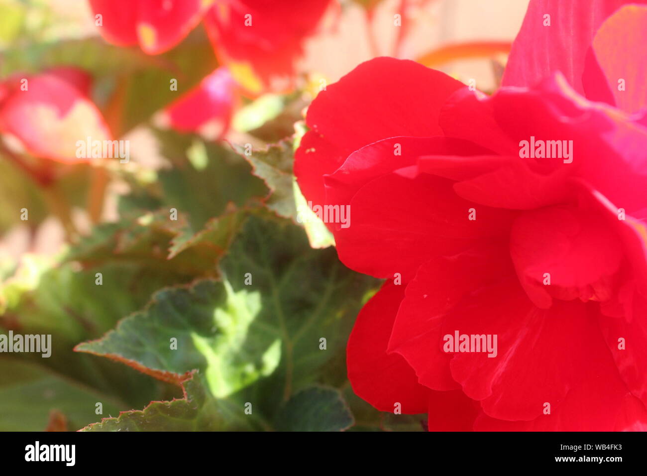 Big bright flower hi-res stock photography and images - Alamy