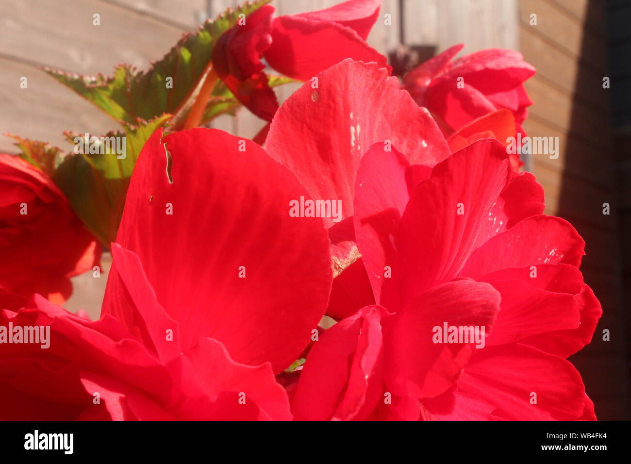 Image of bright red flowers with leaves behind them, in a garden on a ...