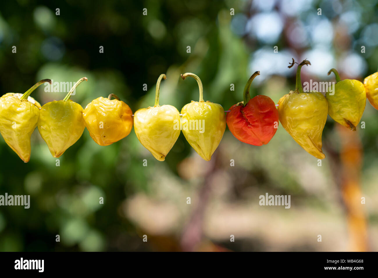 Round peppers hanging to dry in sunshine outside Stock Photo - Alamy