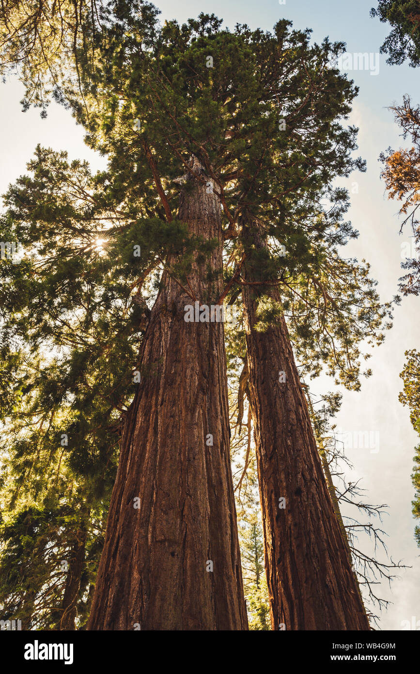 Giant sequoia trees in Sequoia National Park, California USA Stock ...