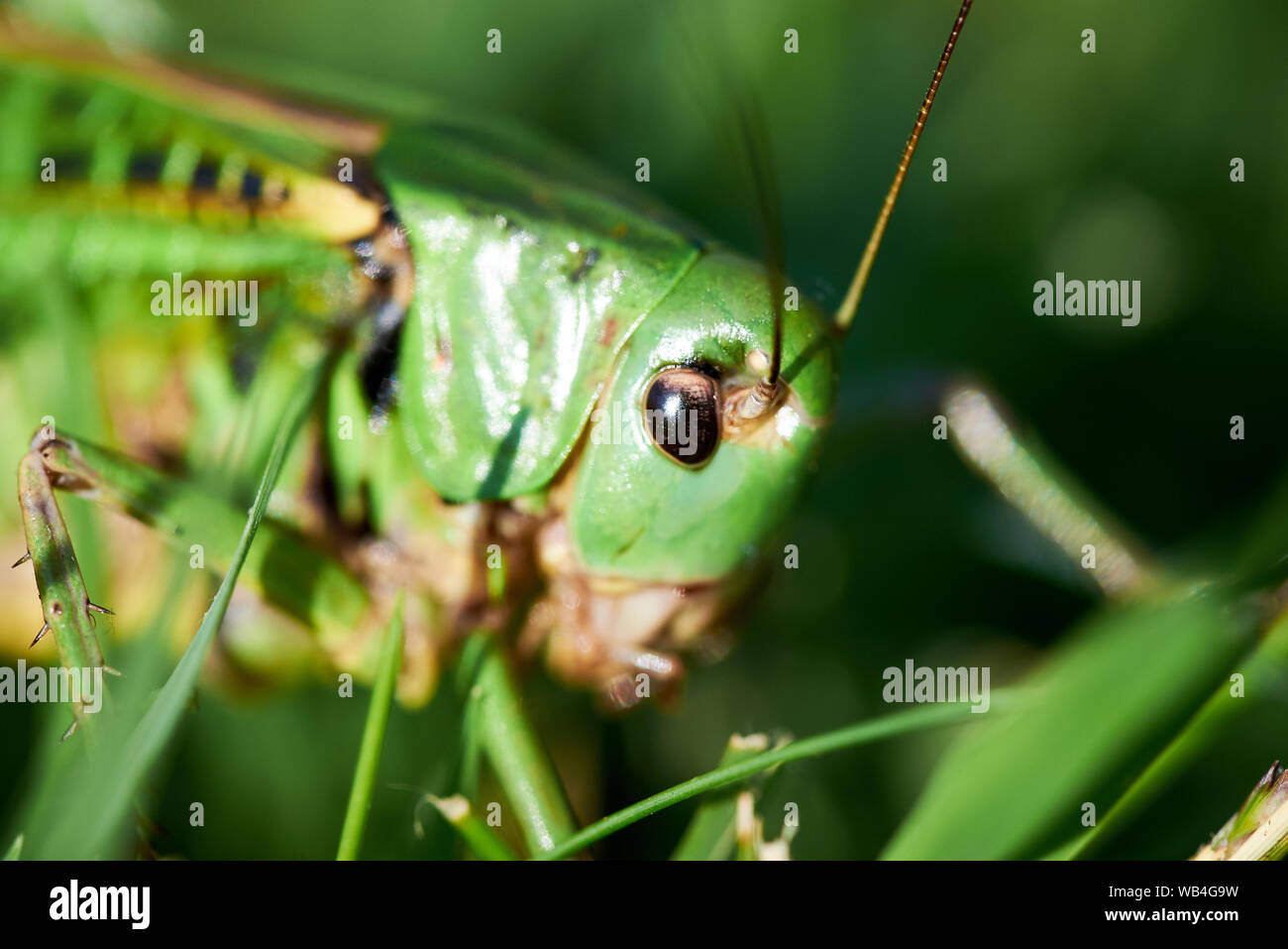 Green Grasshopper Sitting on Grass ( Acridomorpha Stock Photo - Alamy