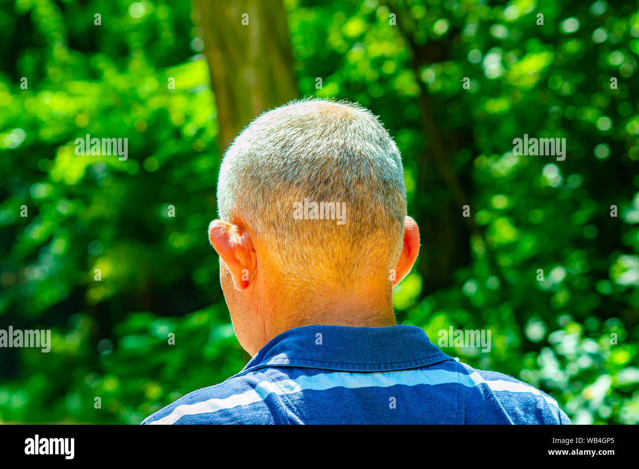 The gray-haired nape of an elderly man. The mature age of a person ...