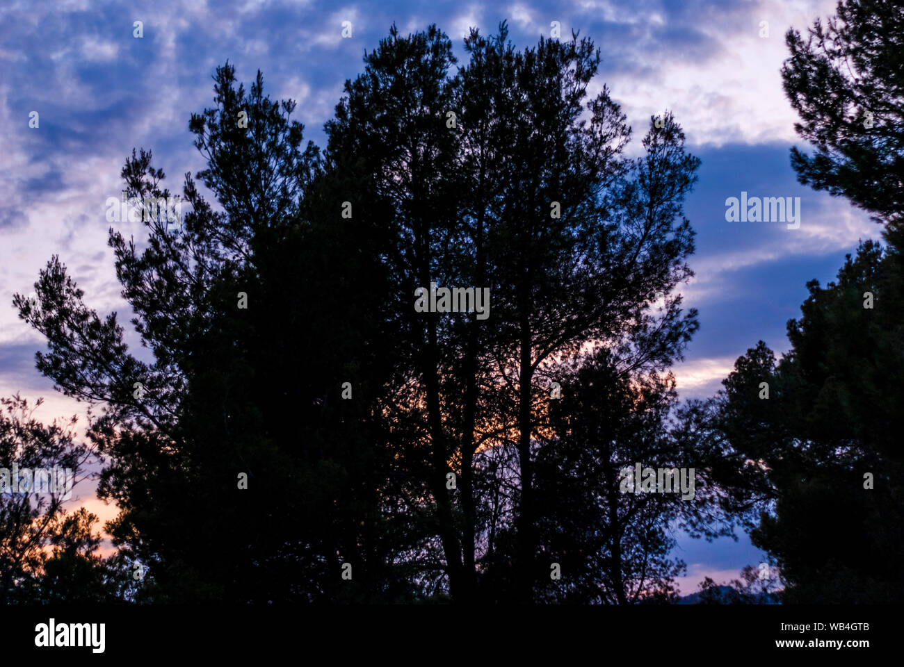 tree silhouette at blue hour Stock Photo - Alamy