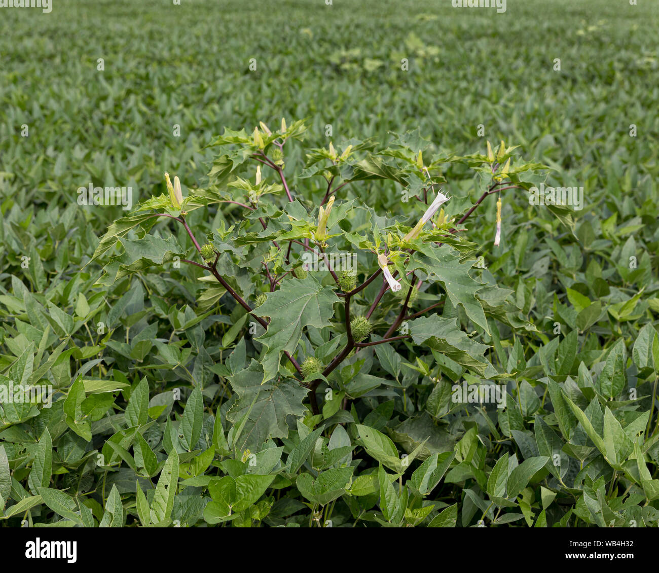 Jimson weed growing and flowering in weedy soybean farm field Stock ...