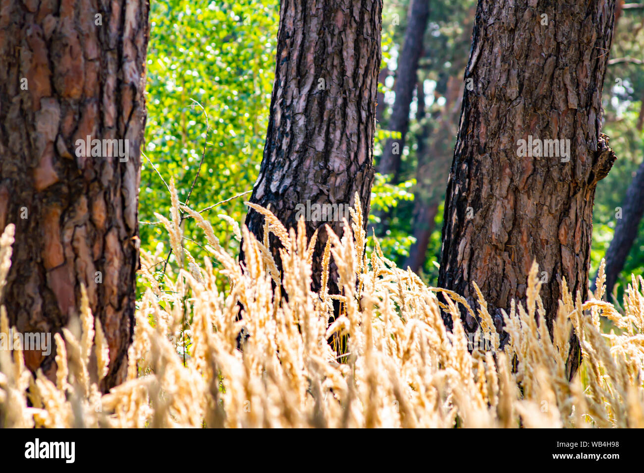Yellow grass in a pine forest. Natural landscape. Background image ...