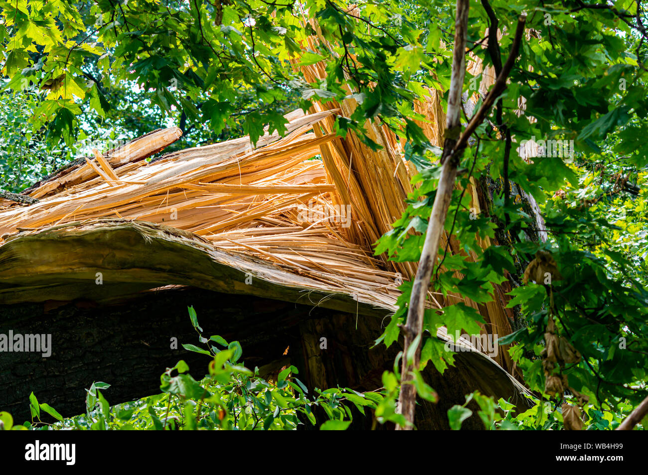 Hurricane blowing big trees hi-res stock photography and images - Alamy