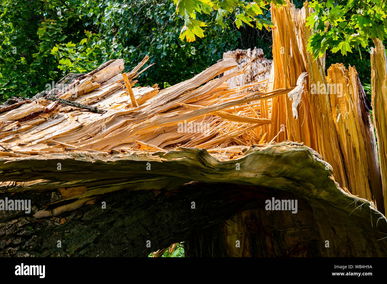 Hurricane blowing big trees hi-res stock photography and images - Alamy