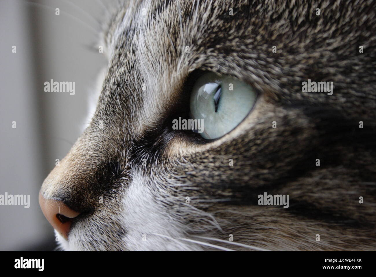 Cat's face close up as she stares intently at something Stock Photo - Alamy