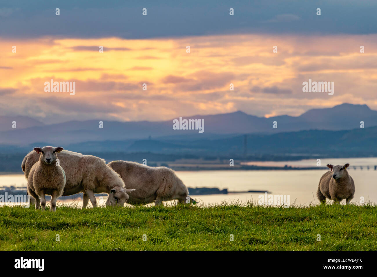 Sheep on a hill Stock Photo - Alamy