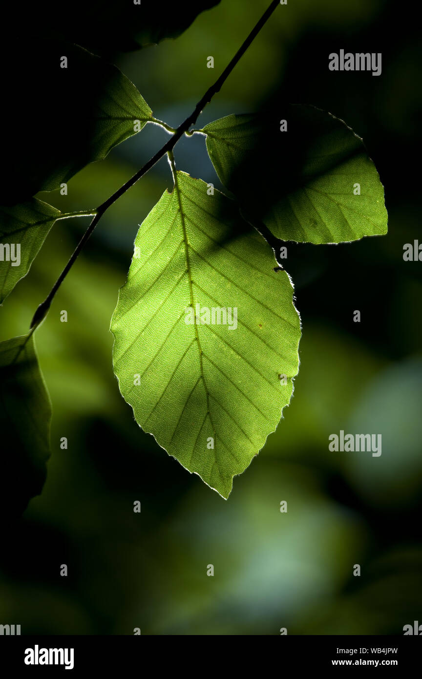 Deciduous broad leaf hi-res stock photography and images - Alamy