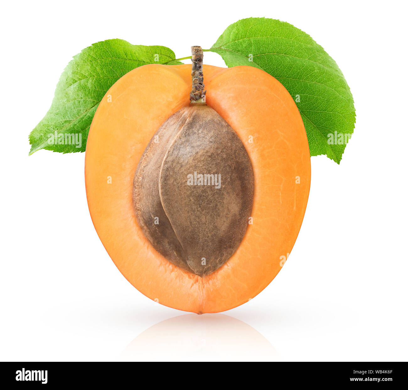 One fresh apricot half with kernel and leaves isolated on white ...