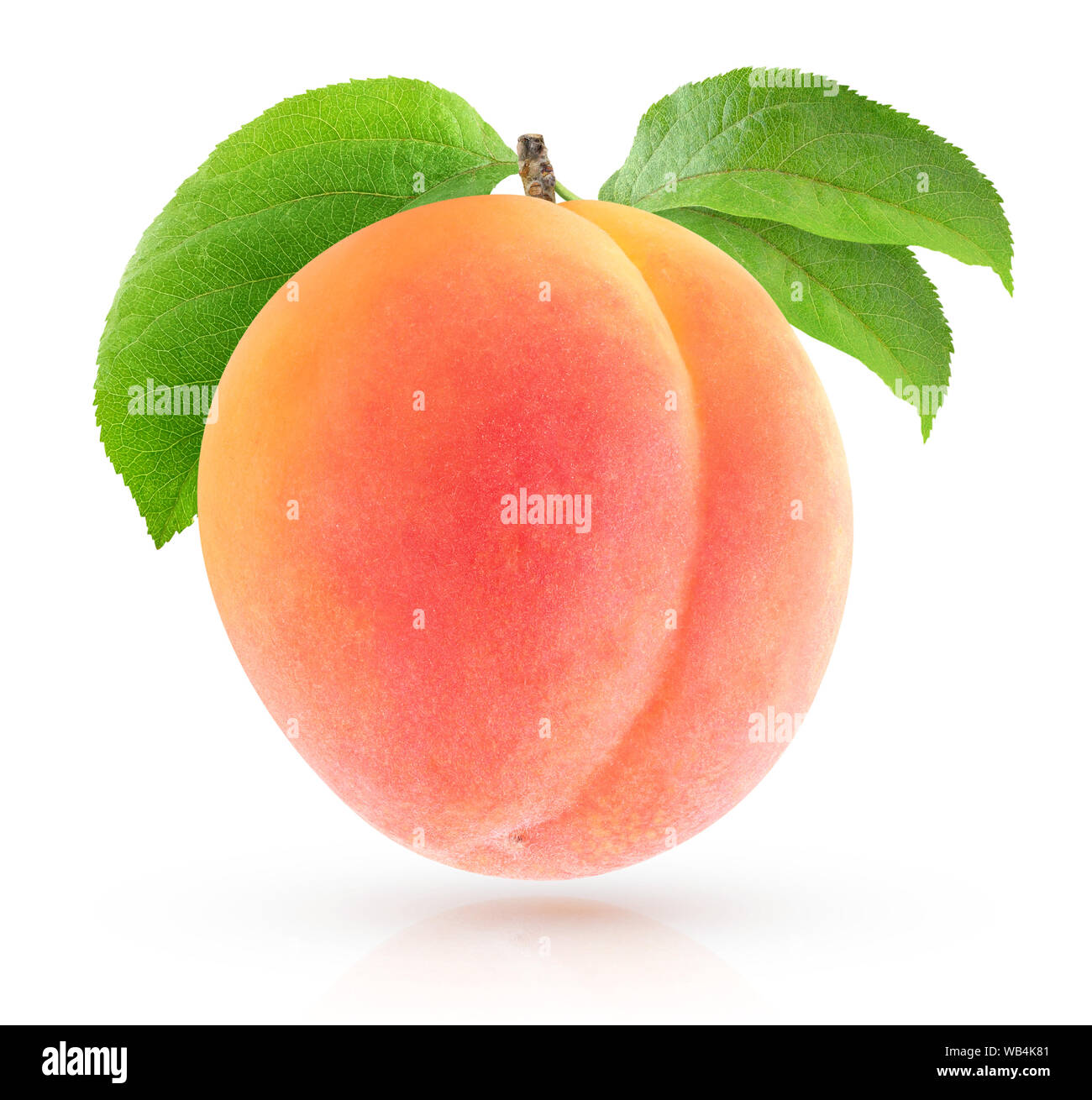 One apricot fruit on stem with leaves isolated on white background with ...