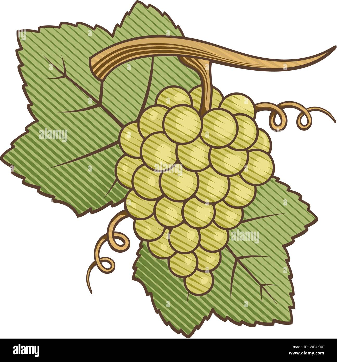 White grapes with leaves colored illustration with engraving shading ...