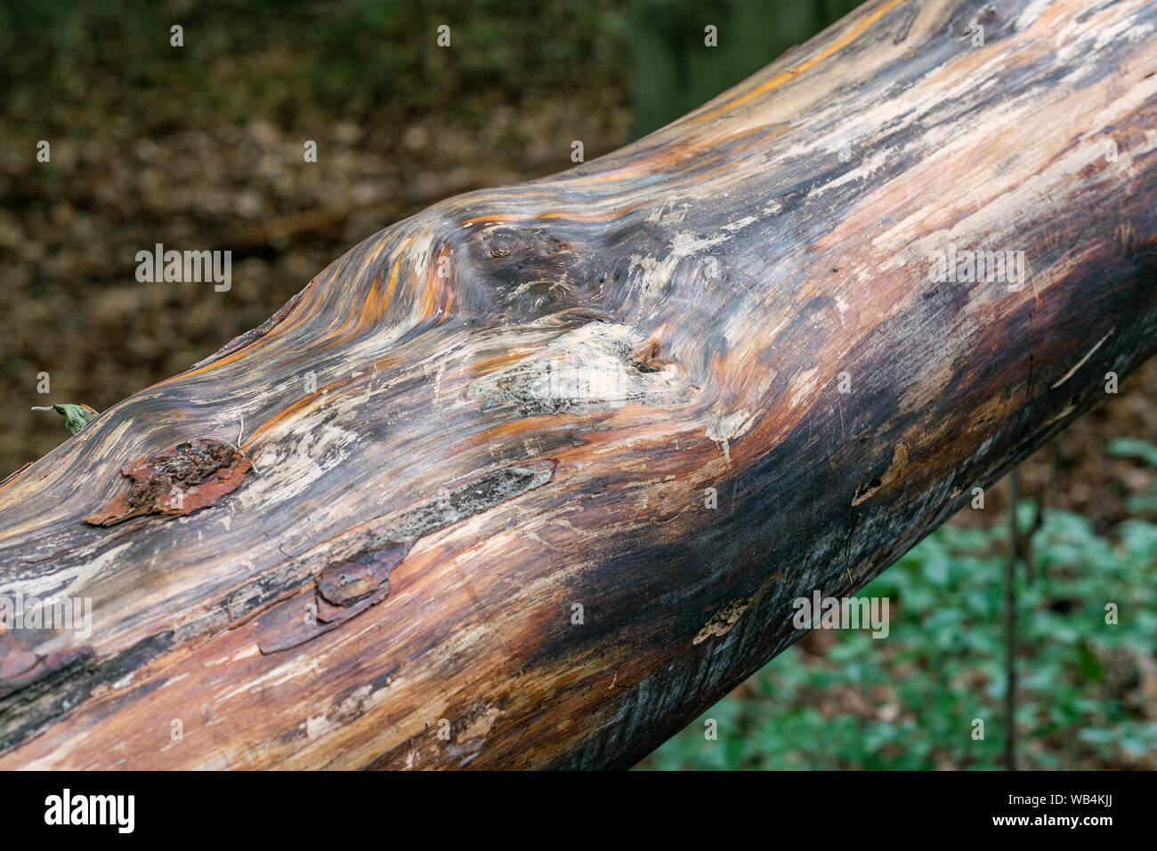 Detail of the beautifully grained red and black wood of a pine tree ...