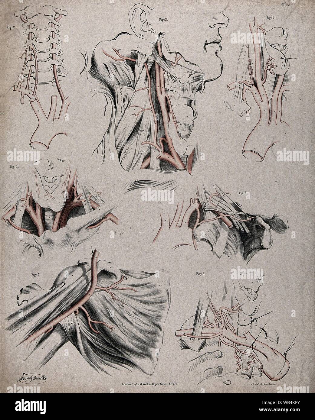 Anatomical dissections hi-res stock photography and images - Alamy