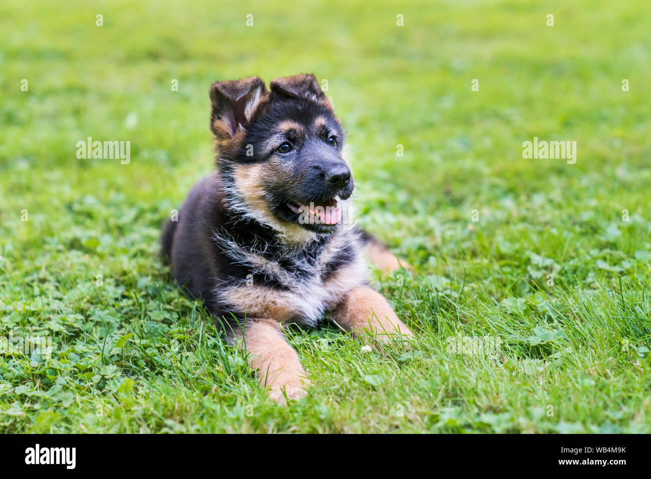 Puppy 8 months german shepherd hi-res stock photography and images - Alamy