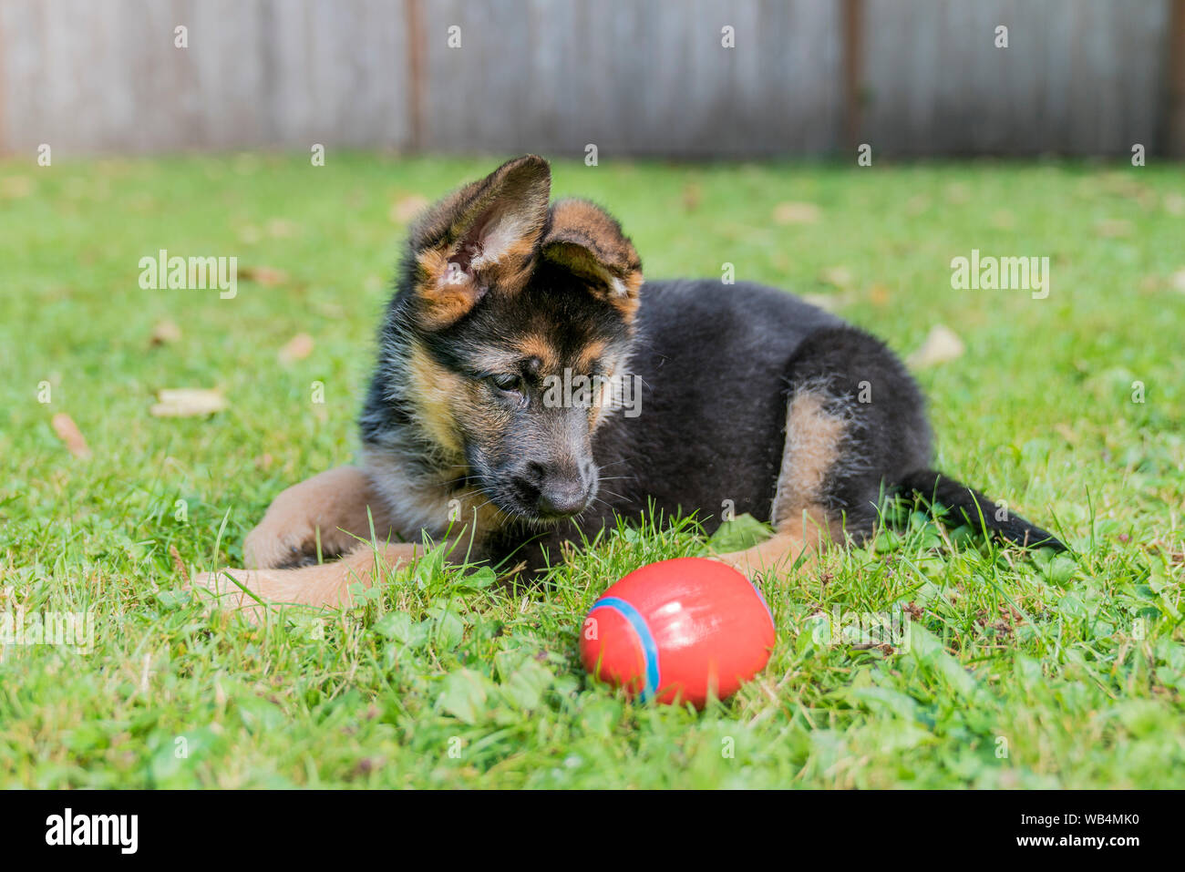 Why Does My Dog Have Red Balls